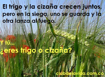 trigo y cizaña – El Club de La Vida | Promotora Católica de Valores ...